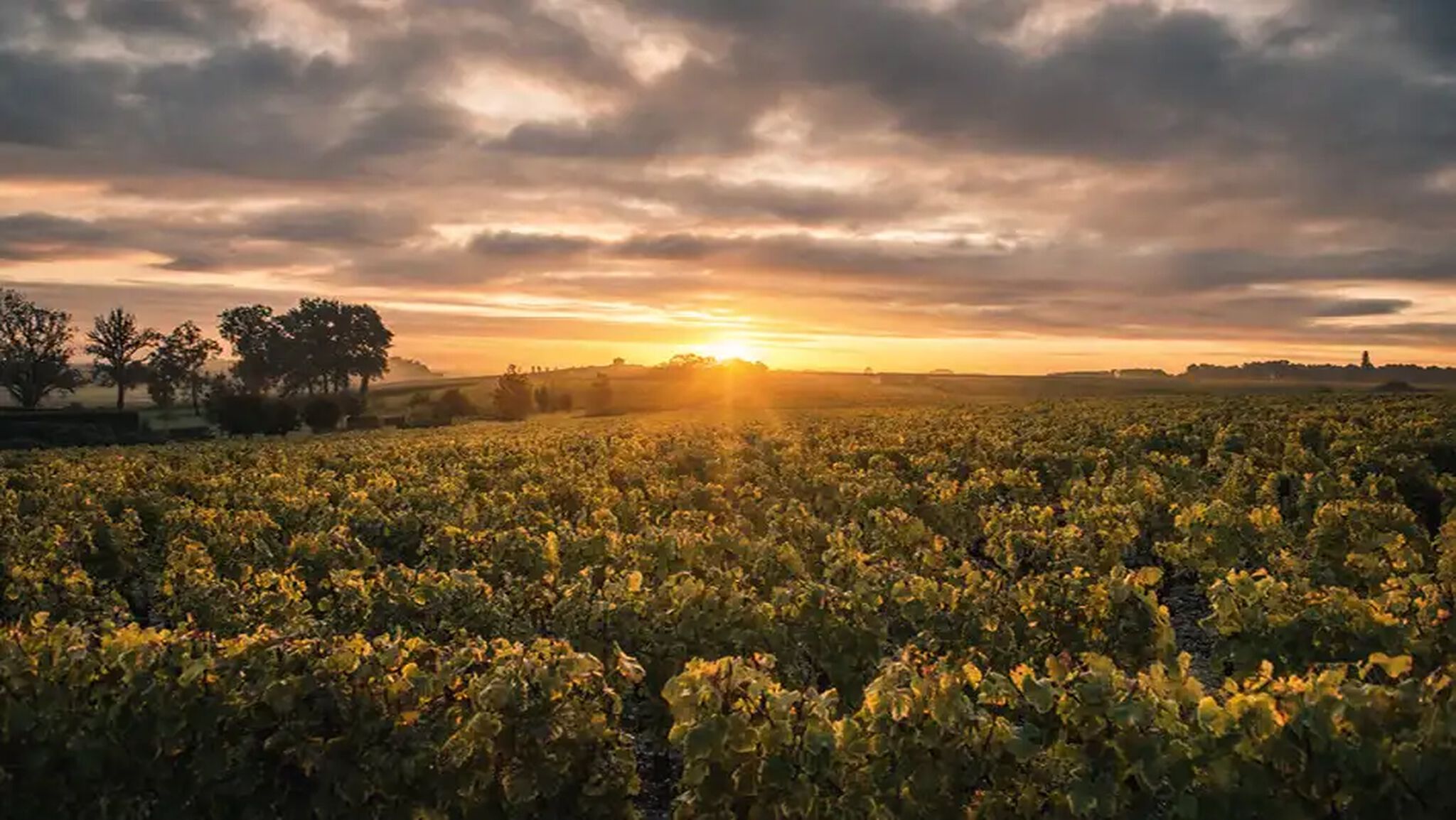 Dior Gardens: Skincare & Fragrance Inspiration | DIOR US