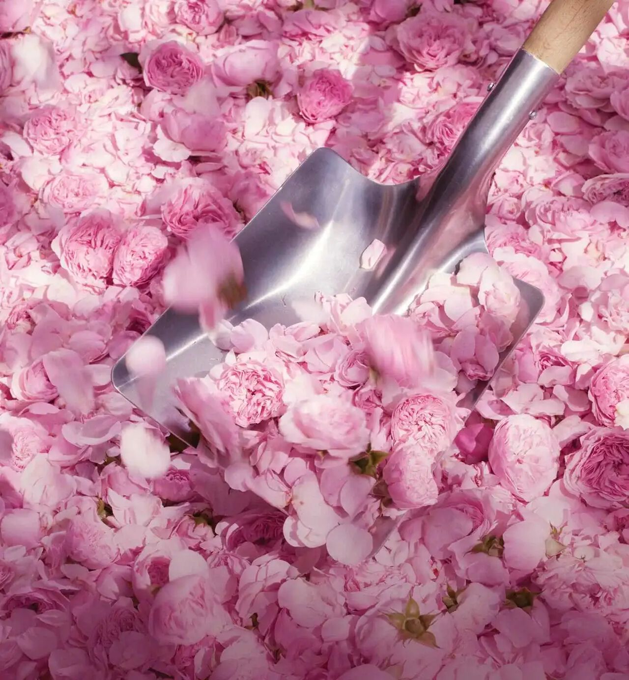 Miss Dior Rose N'Roses, la eau de toilette floral y chispeante | DIOR ES