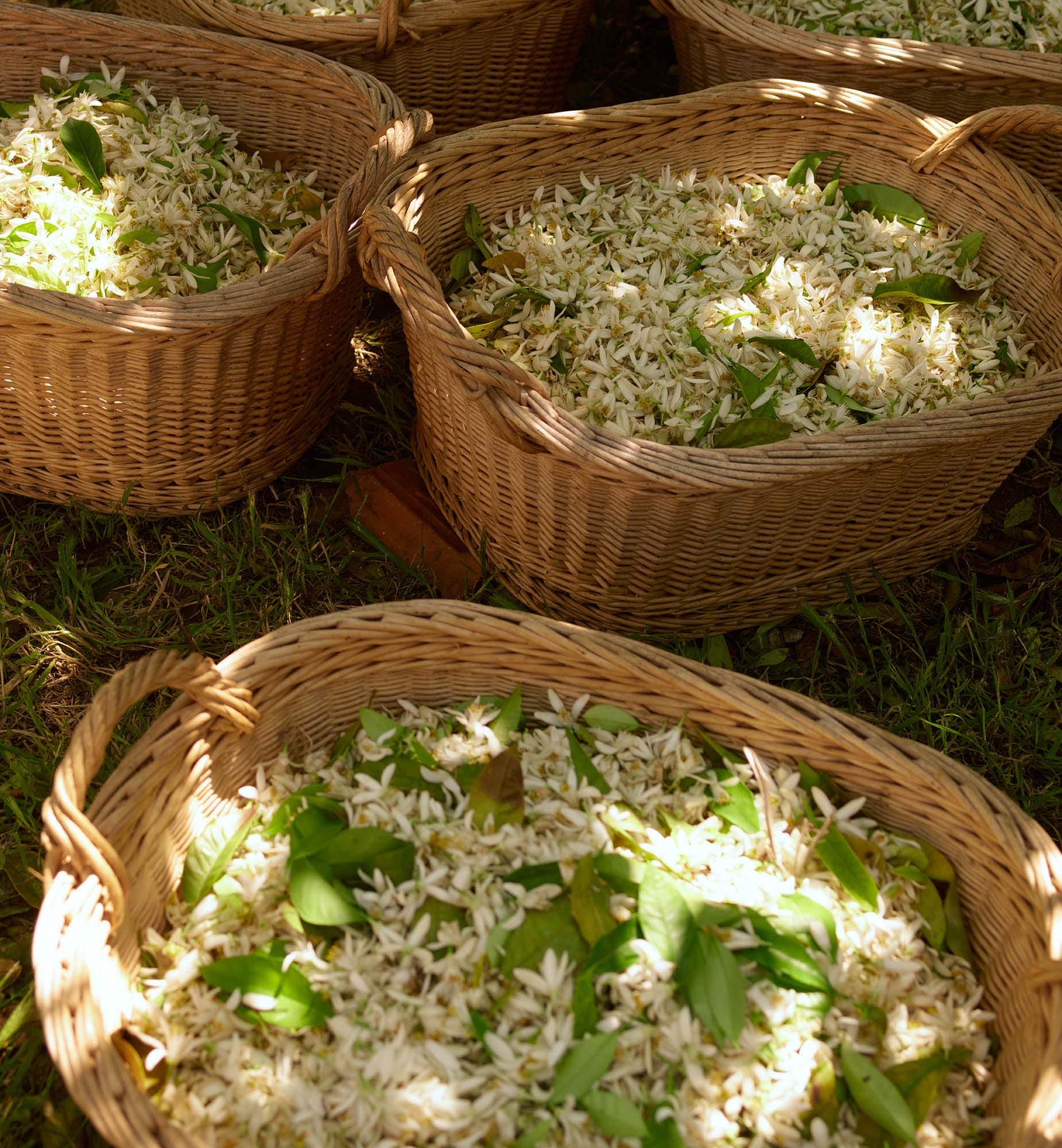 J'adore Parfum d’Eau: the 1st Alcohol-Free Dior Fragrance | DIOR RU